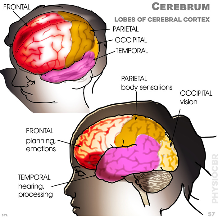Stroke Arteries